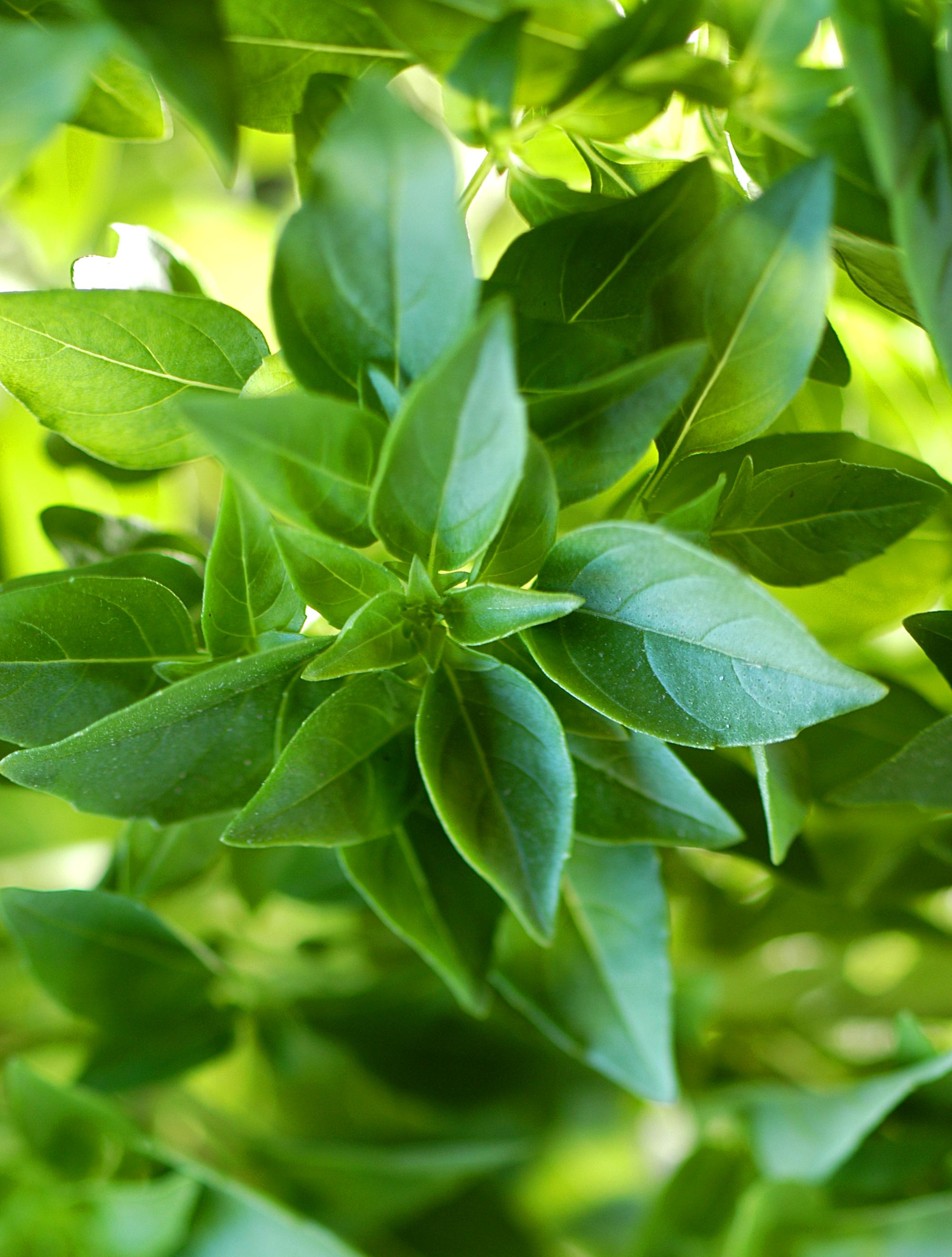 saint remy basilic, producteurs, distributeurs de plantes aromatiques ...