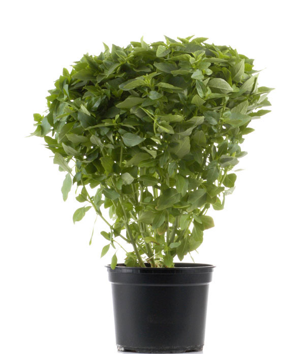 Notre gamme - saint remy basilic, producteurs, distributeurs de plantes ...